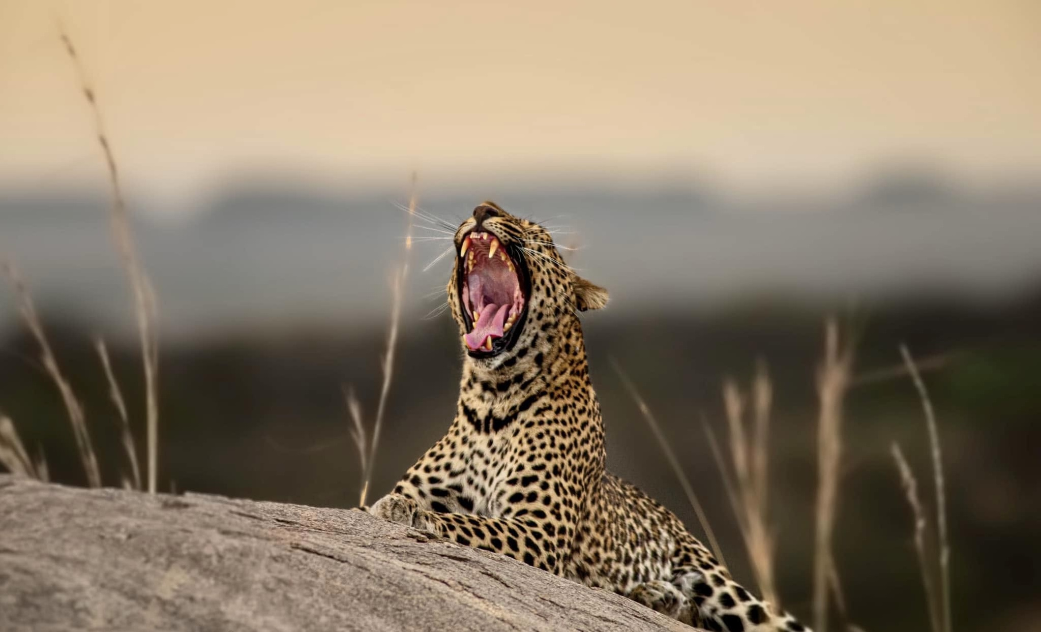 Join a Group Safari in Tanzania - Nasikia Safaris