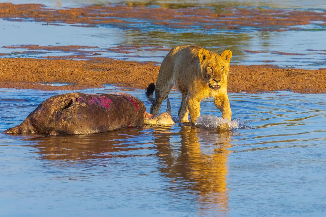 Best Serengeti Safari Packages | Unforgettable Wildlife Tours